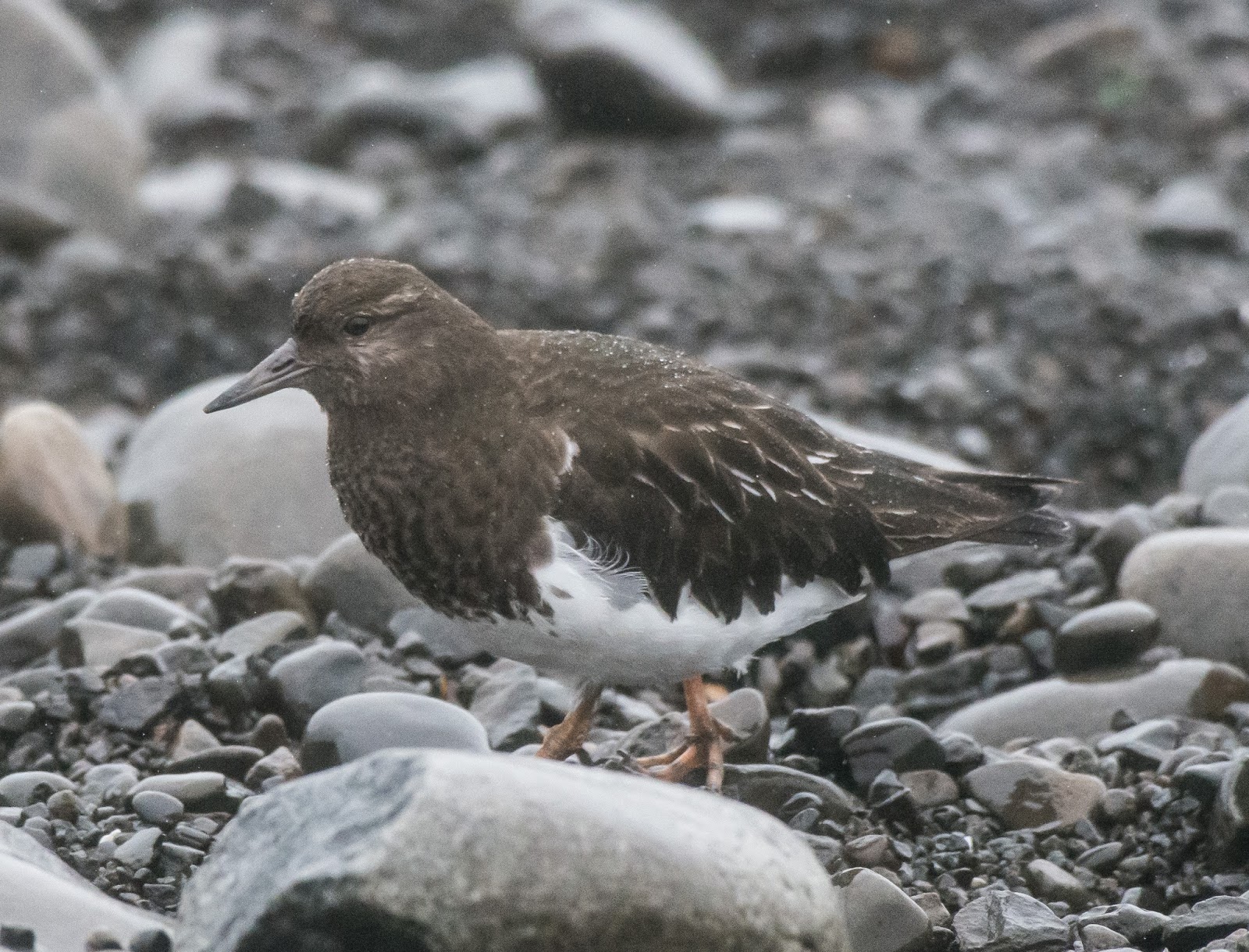 Gordon's Birding Adventures: The Water Birds of Oregon