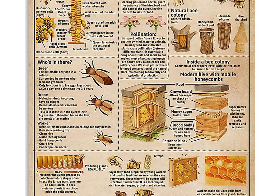 Honey bee knowledge poster