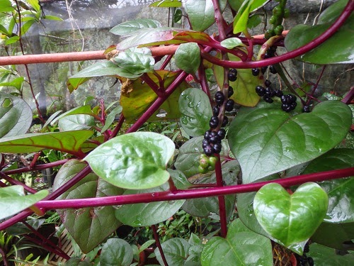 Flora de Puerto Rico Ilustrada Papo Vives: BASELLASECEAE BASELLA ALBA ...