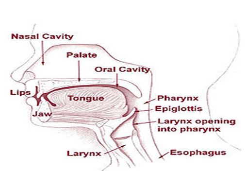 CHAPTER: 23 SPEECH MECHANISM
