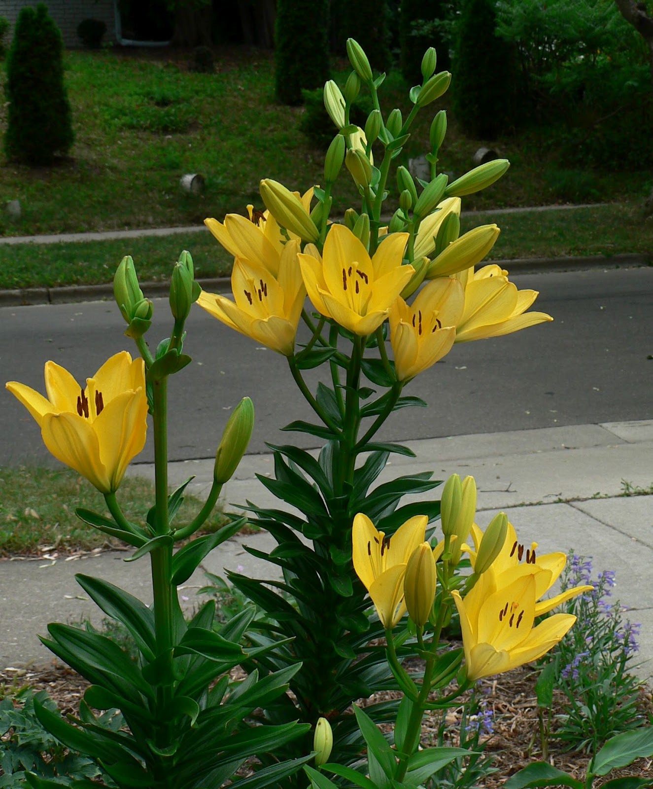 Visit My Garden: Lilies
