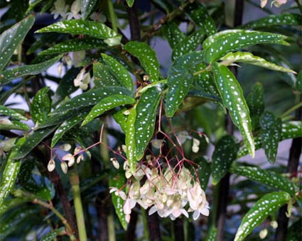 Всё о бегониях и не только...: Begonia albo-picta (бегония белоточечная ...