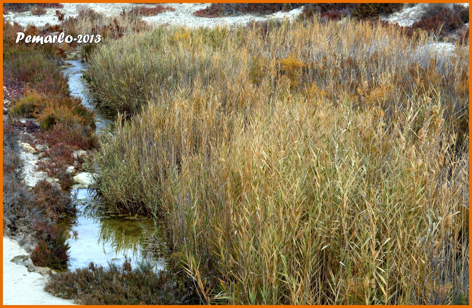 Plantas de Murcia: PHRAGMITES AUSTRALIS (Carrizo) EN EL HUMEDAL DEL ...