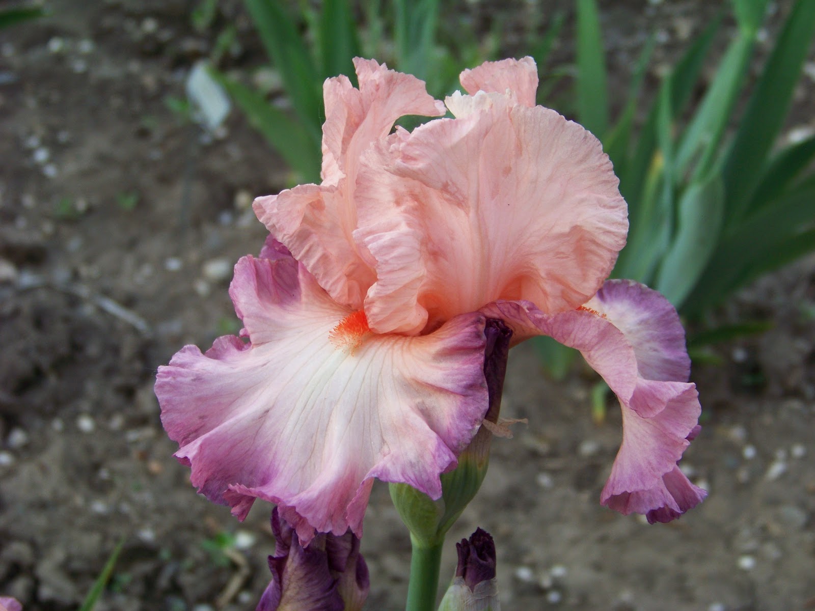 World of Irises: TALL BEARDED IRIS, MY FAVORITE PINKS, PART ONE