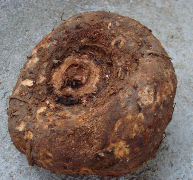 Herbalkart | The Online Herbal Store: Jimikand - Boomi Sakkarai Kilangu