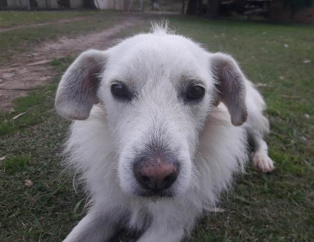 Adoptándonos: julio 2019