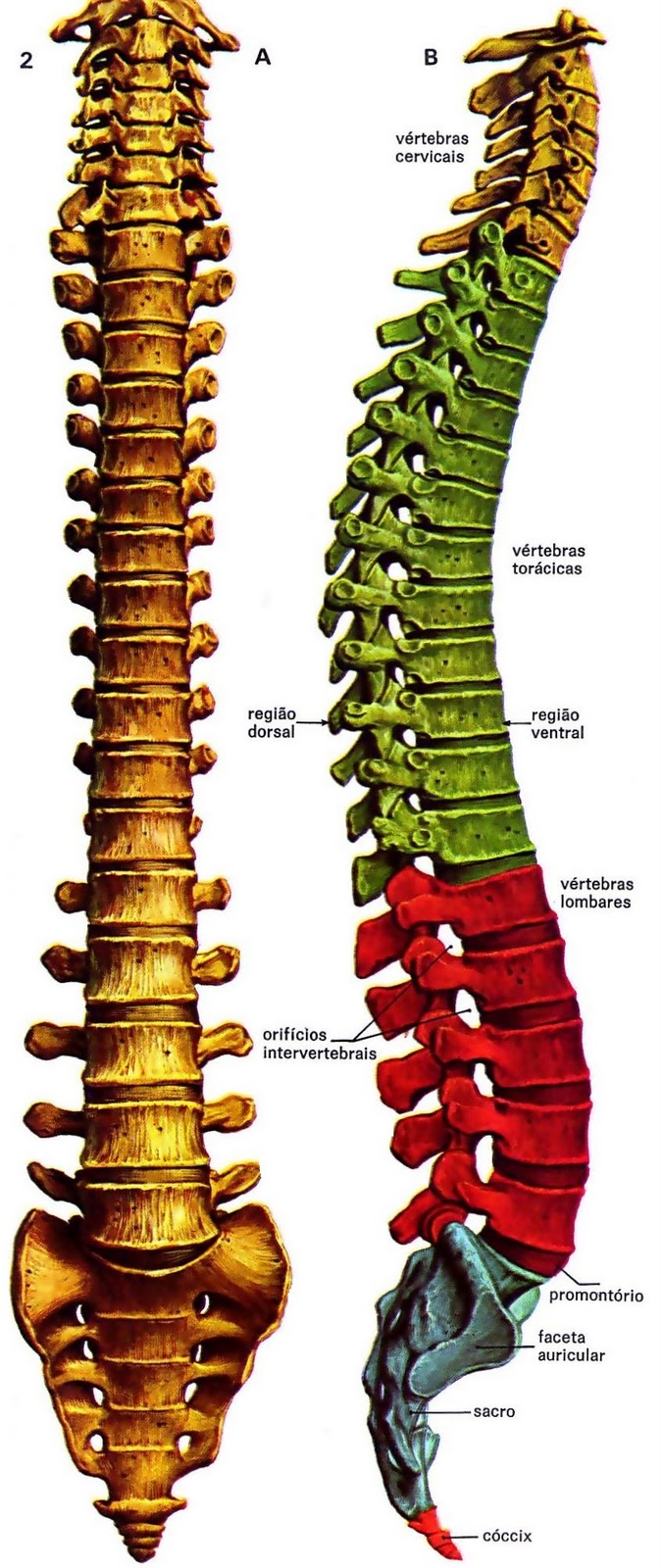Coluna Vertebral; Coluna Espinal; Coluna Espinhal; Vértebras; Espinha ...