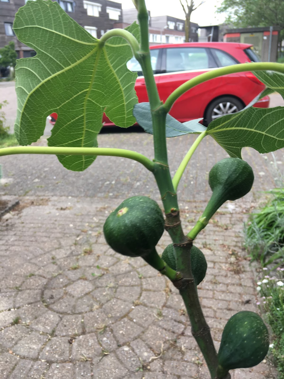 Mijn stukje regenwoud op de vierkante meter: Exotische vruchten voor de ...