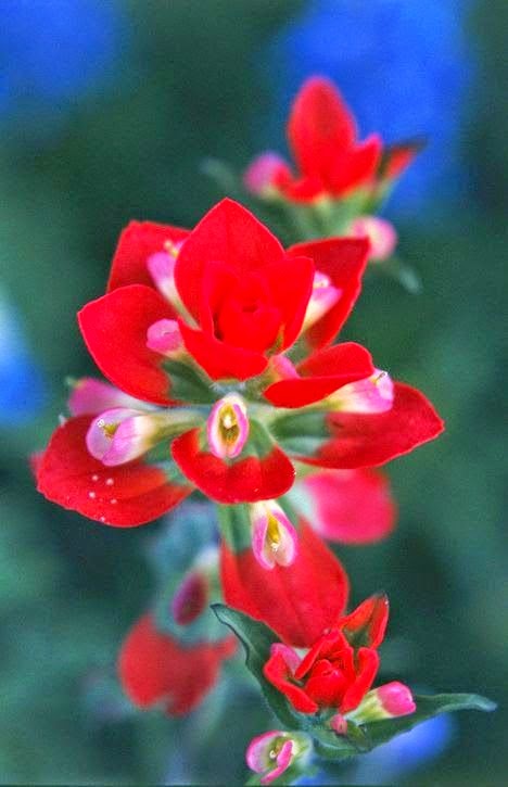 Pretty Red Flowers ~ Stunning nature