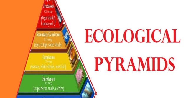 ECOLOGICAL PYRAMID