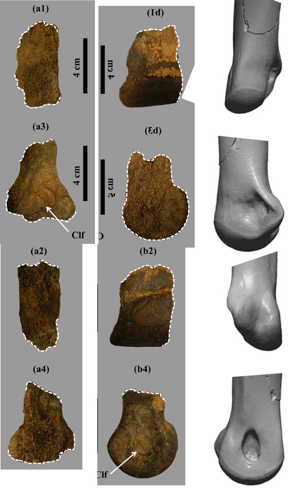 The Theropod Database Blog: 2020
