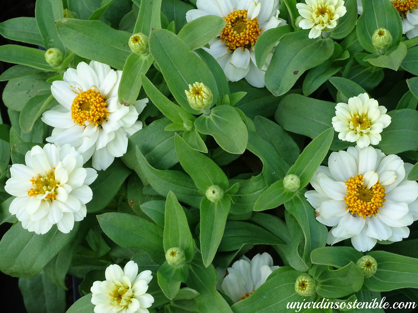Zinnia elegans (Flor de papel)