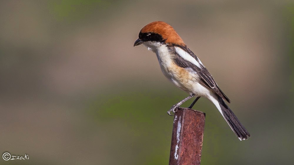 Nosoloaves - Aves del mundo (Birds of the world): Alcaudon comun ...