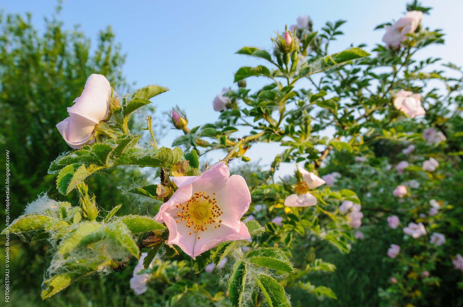 Fotobestiali: La Fagiana, il bosco di pianura del Parco del Ticino