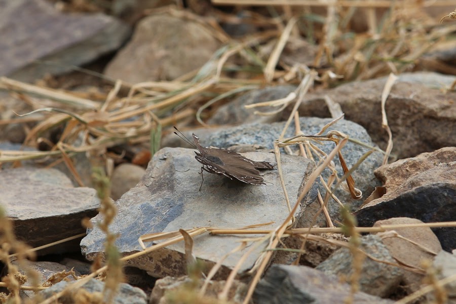 Birds of Saudi Arabia: White-spotted Pansy – Raydah Escarpment