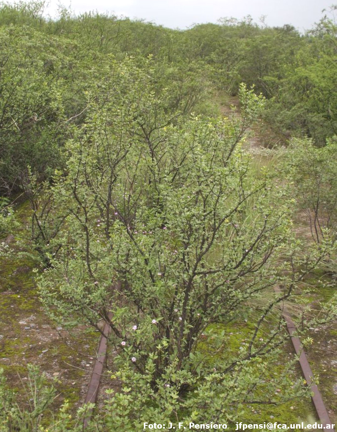 Argentina nativa: Retamo hojudo (Bulnesia foliosa)
