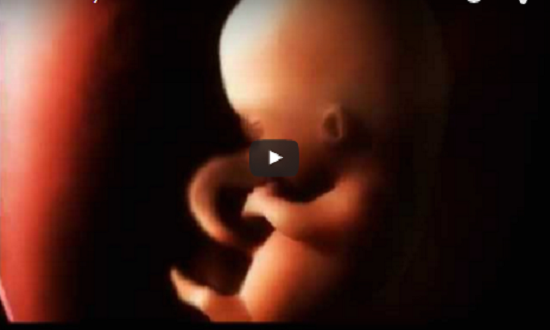 Valorize quem Te Ama de verdade : Emocionante: formação do bebê no ...