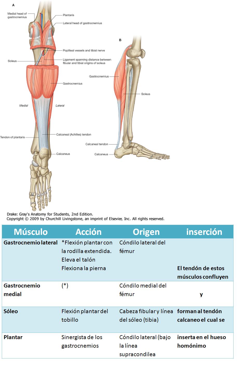 Anatomía UNAM: MÚSCULOS DE PIERNA REGION POSTERIOR PLANO SUPERFICIAL