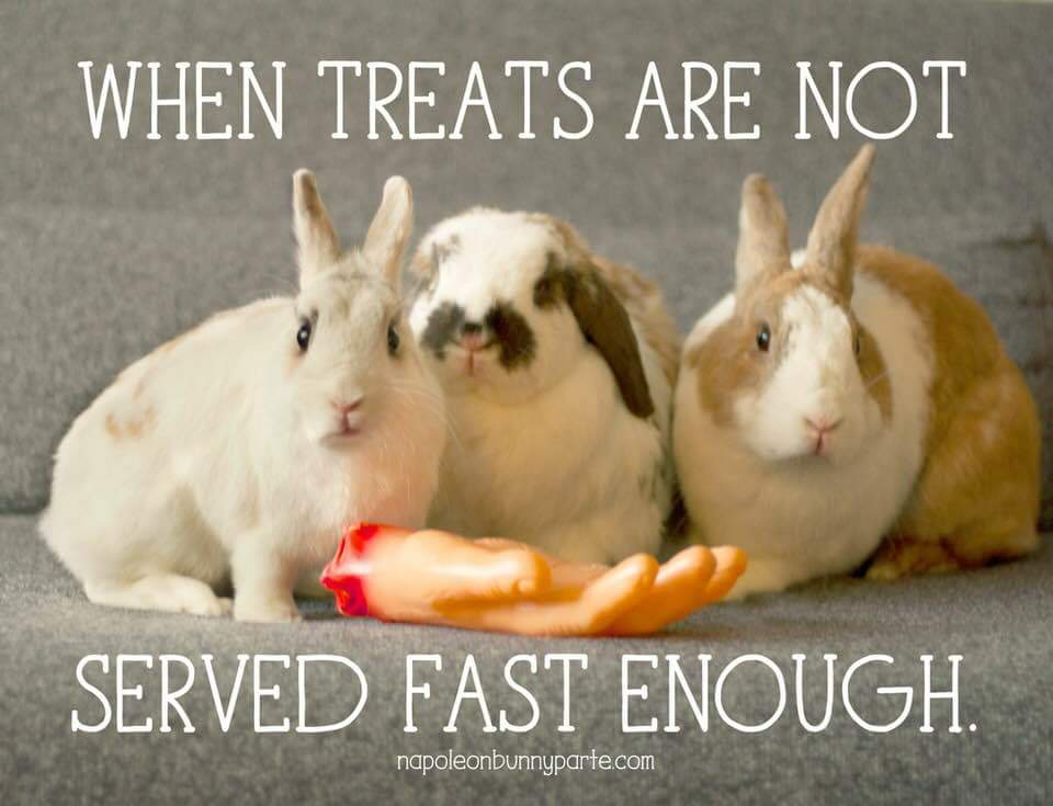 Rabbit Ramblings: Funny Bunny Memes