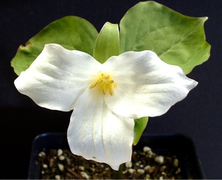 Materia Medica Homeopatica: TRILLIUM PENDULUM (Raíz del Parto ...