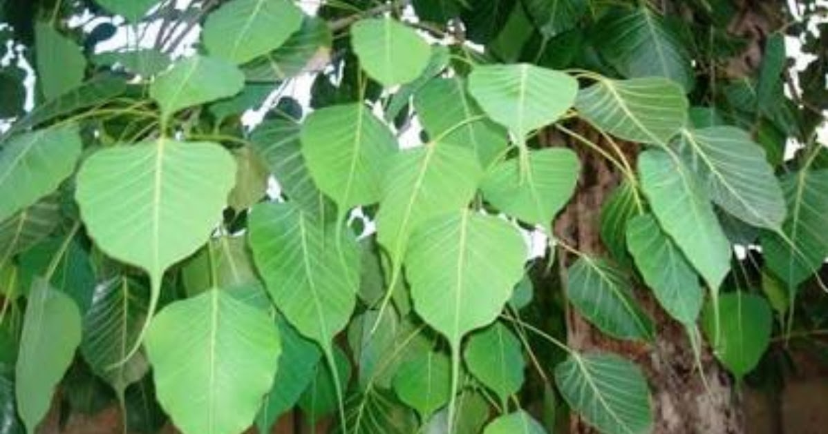 लोग पीपल के वृक्ष(pepal tree) की पूजा क्यों करते हैं ?pepal plant ...