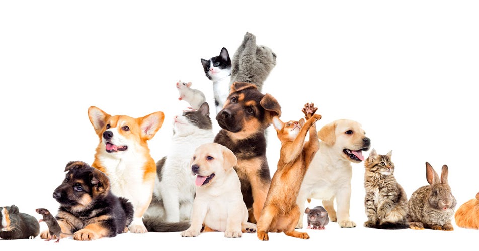 Todo sobre Mascotas Domésticas...: Como Elegir a la Mascota Ideal?