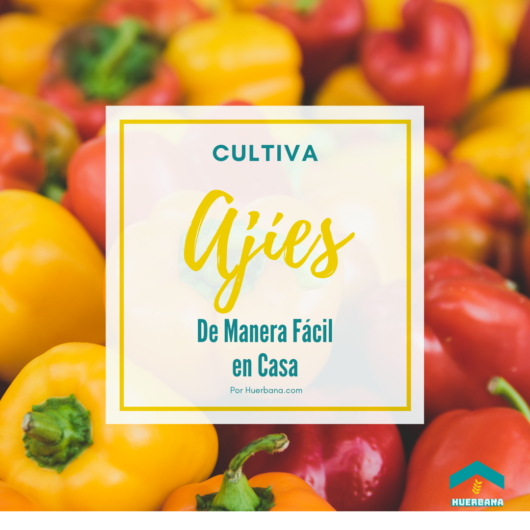 Como Cultivar Ajíes y Morrones de Manera Fácil en tu Balcón | Huerbana