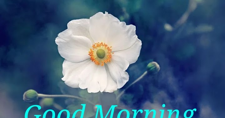 Top 10 Good Morning Ji Images greeting Pictures,Photos for Whatsapp ...