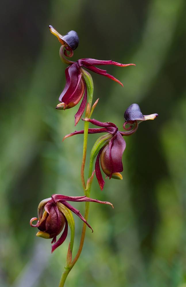 Amazing Flying Duck Orchid (Caleana major) : Beautiful & Awesome Flower ...