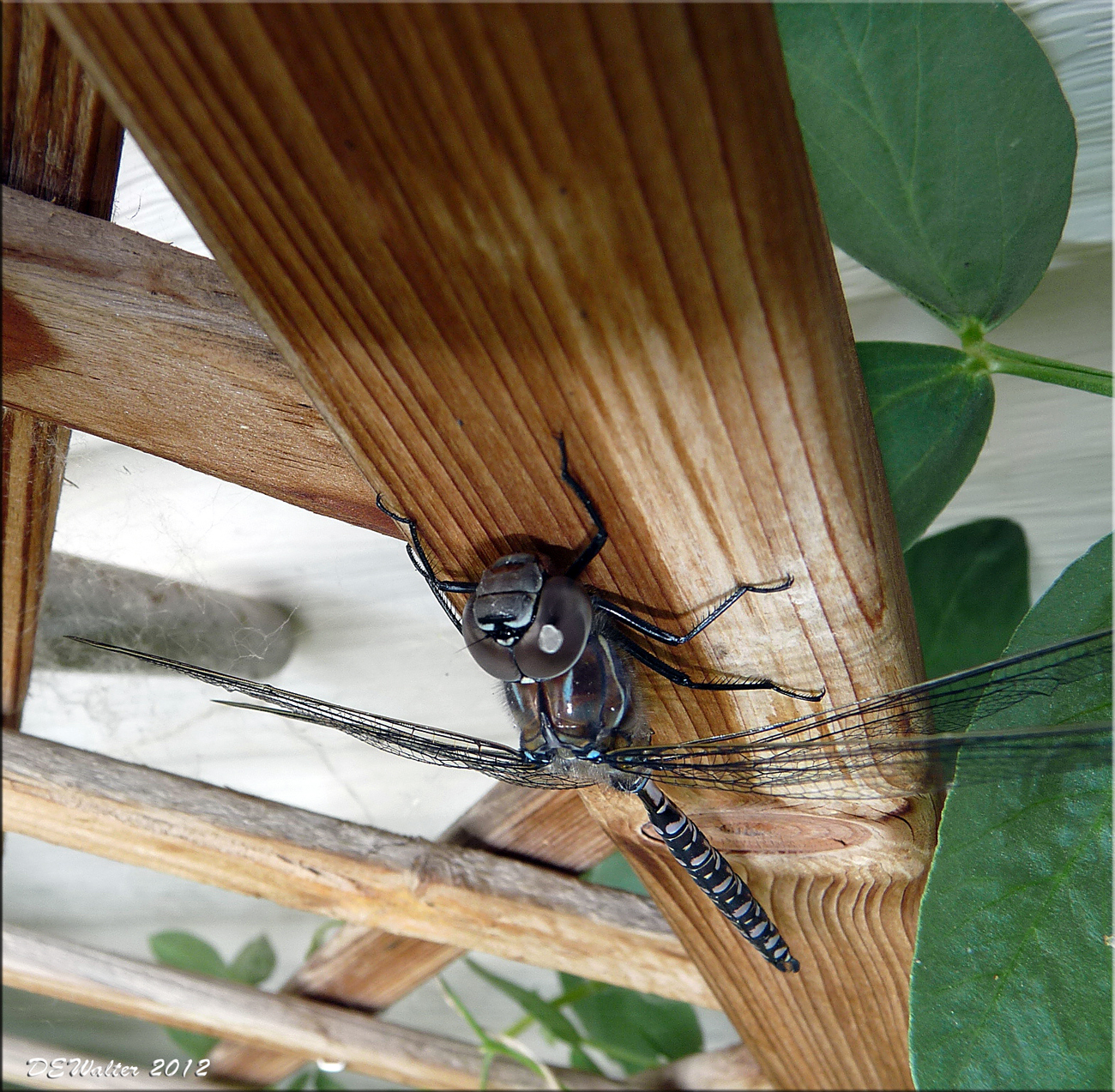 What Is A Darning Needle Insect at Maria Baum blog