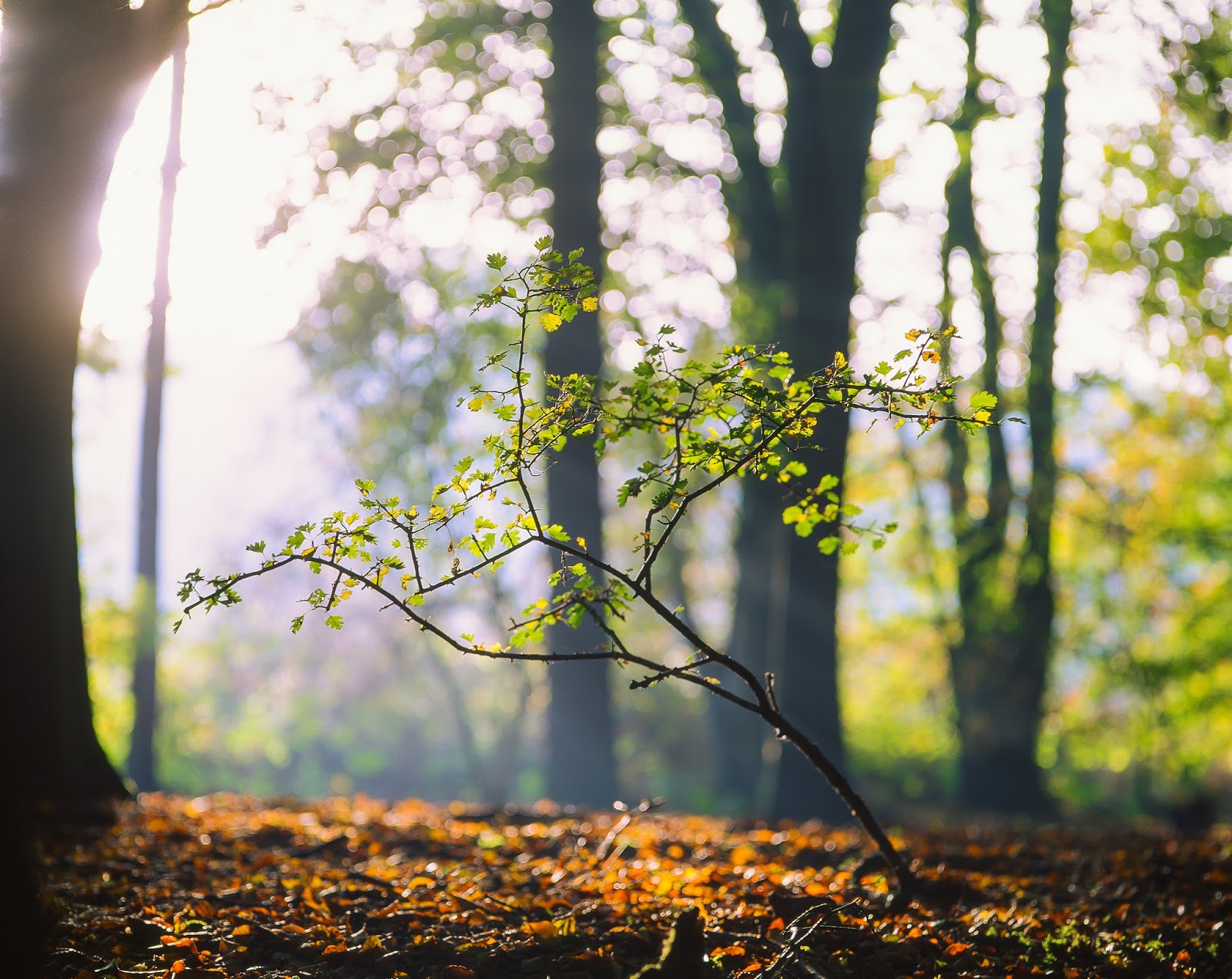 Using a Mamiya RB67 for Landscape Photography
