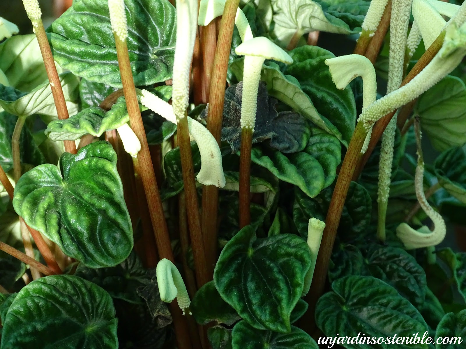 Peperomia caperata (Cola de ratón)
