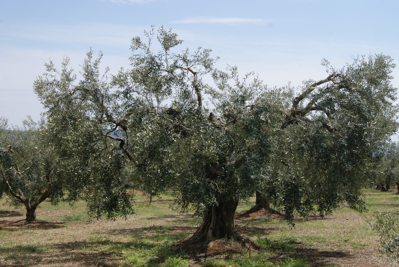 ΓΕΩΠΟΝΙΚΑ ΘΕΜΑΤΑ - ΓΡΑΦΕΙΟ ΑΓΡΟΤΙΚΗΣ ΟΙΚΟΝΟΜΙΑΣ ΛΕΩΝΙΔΙΟΥ ΠΕΡΙΦΕΡΕΙΑΣ ...