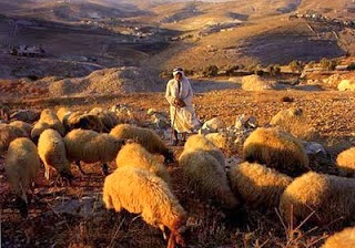 Inspiring Women to Love Like Jesus: The Shepherd And His Sheep