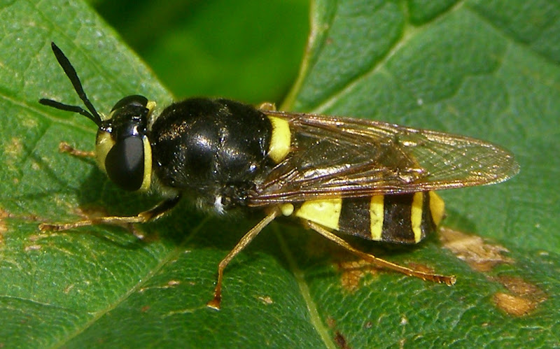 Lalat Prajurit (Soldier Flies) | Octa Cinta Serangga