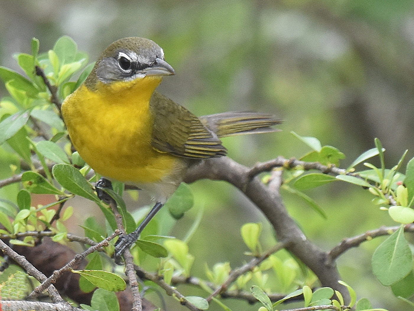 1410 OakWooD: Yellow-breasted Chat!