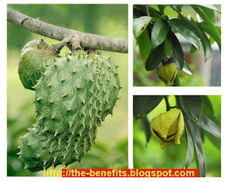 Soursop leaf - 1000 x more powerfull compared with chemotherapy