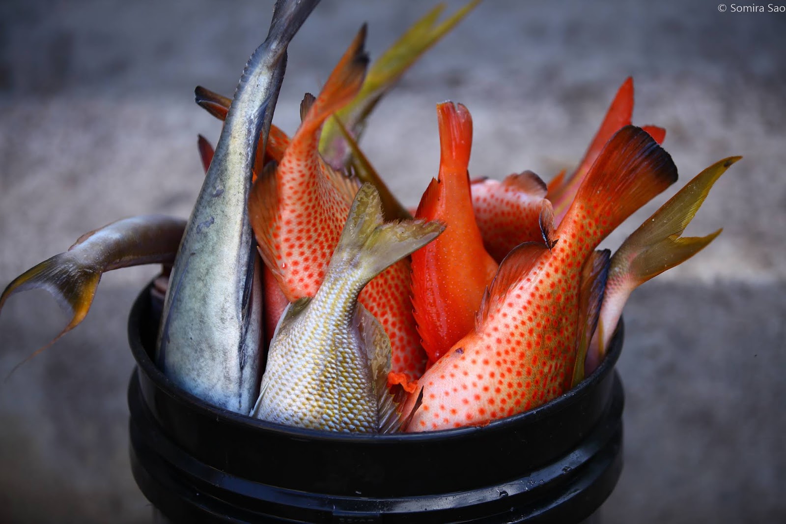 Anasazi Racing: colorful fish / grenada