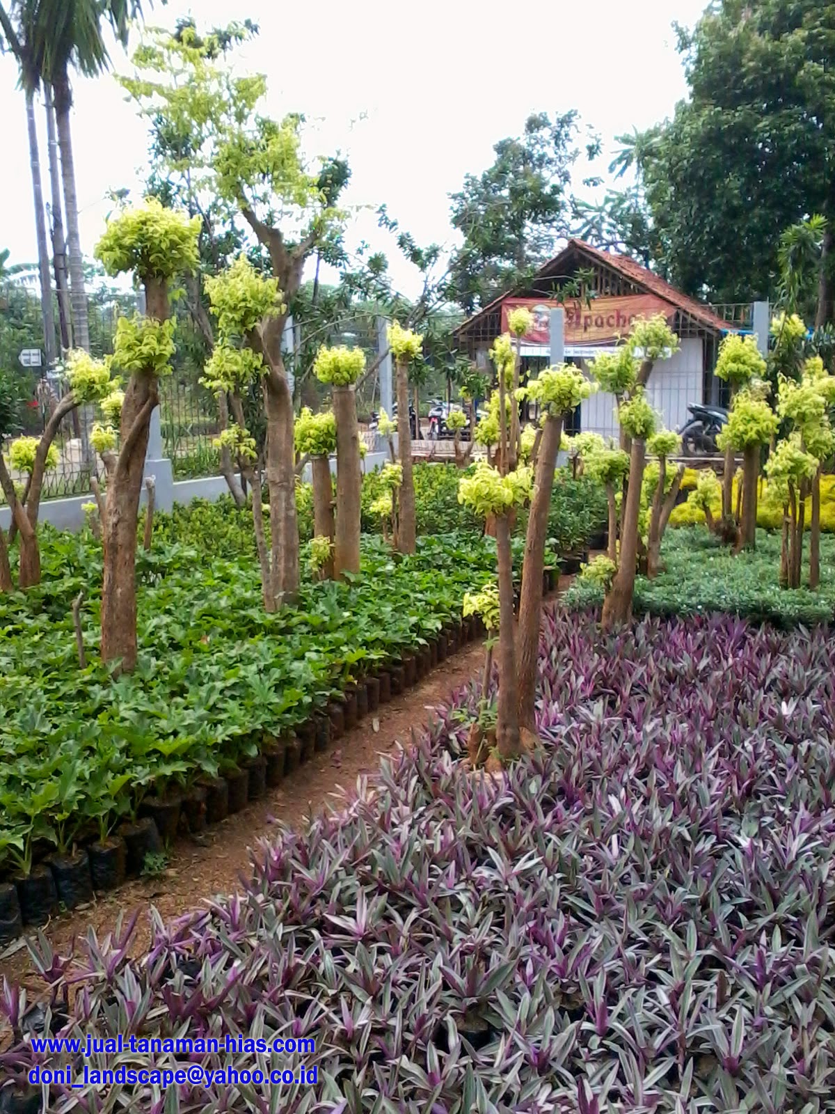 Bonsai Anting Putri ~ TUKANG TAMAN