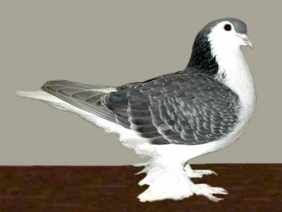 Lahore Pigeon | Calm and Gentle Behavior Domestic Pigeon