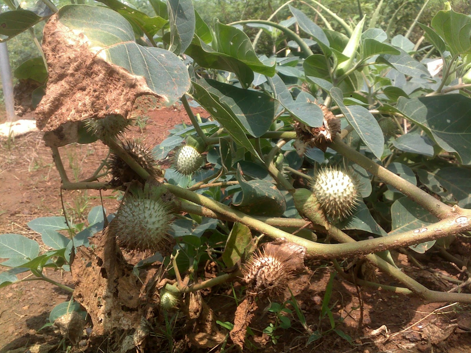 Techie2Aggie: Secret organic recipe is out!!