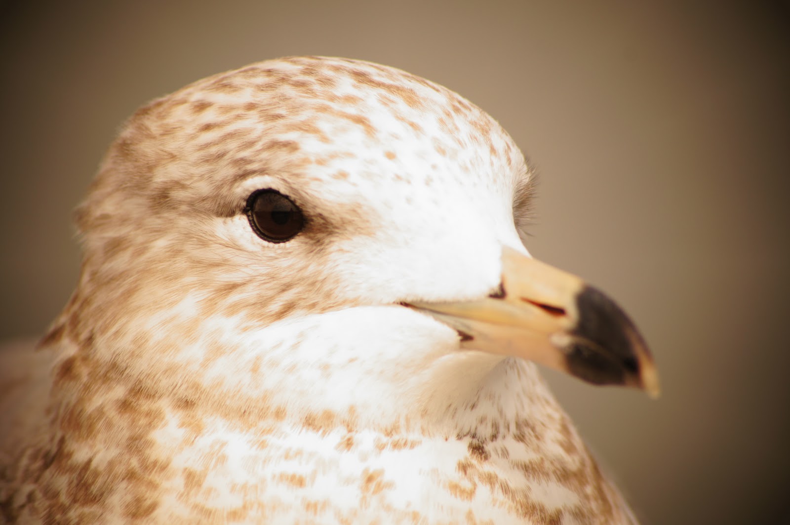 17 high resolution birds free pictures for blogs and commercial use - 1 ...