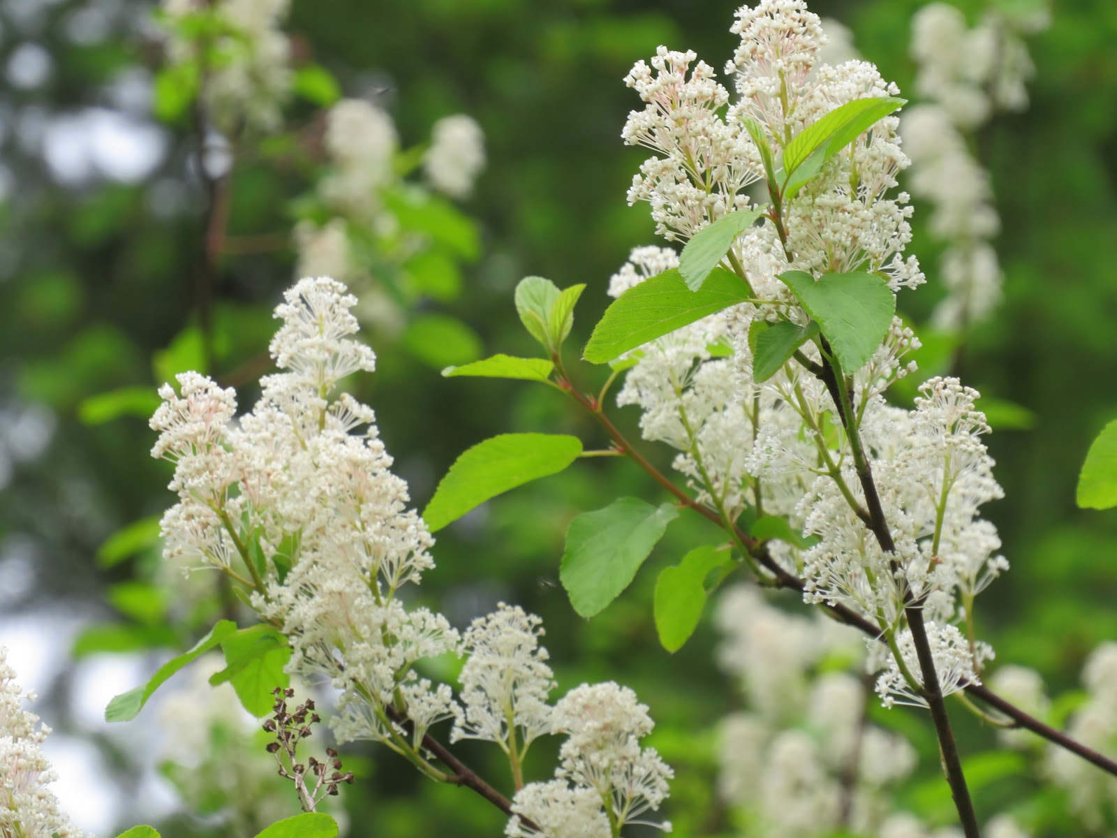 Garden Grumbles and Cross Stitch Fumbles: Mid-May Walk