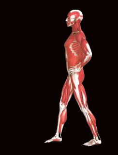 Sistemas del Cuerpo Humano 6to: Sistema Muscular
