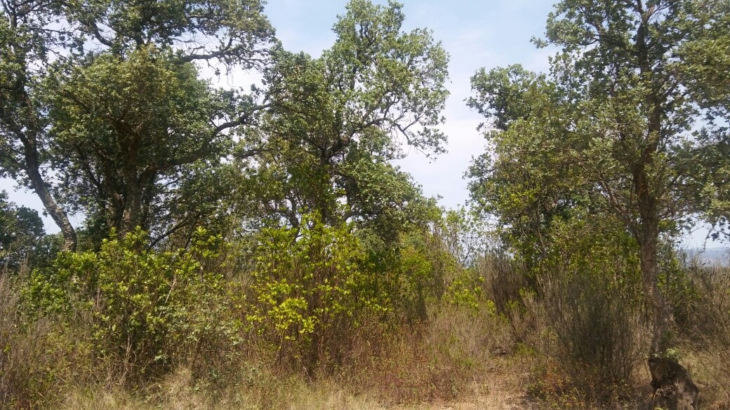 La Natura a la Baixa Tordera: Sobre les suredes i la Cuca peluda del ...