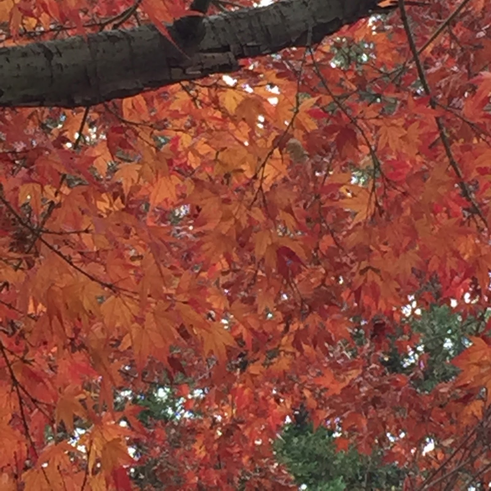 Martha Wolfe: Wild Life: Maple