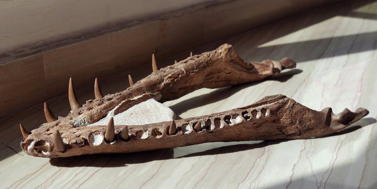 FOSSIL HUNTRESS: SAUROPTERYGIAN REPTILES