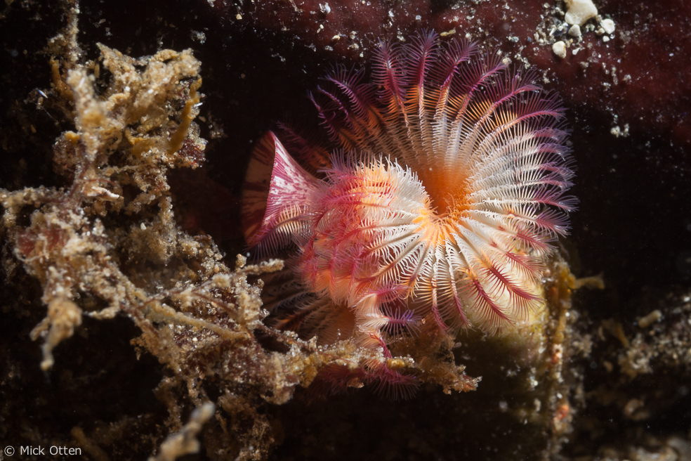 Mick's marine biology: May 2013