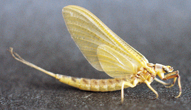 Dynamic Great Lakes: Mayflies: Excerpted from The Dynamic Great Lakes