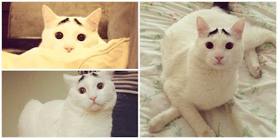 Omey's Belog: Kucing Ber-Alis